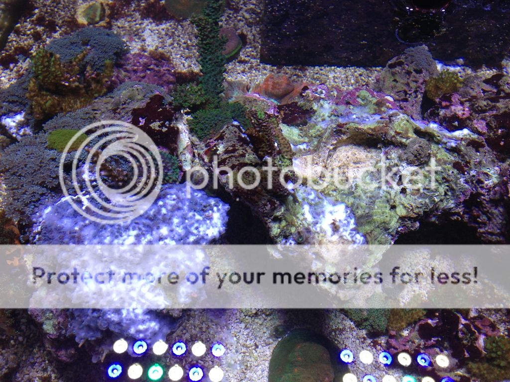 Killing Blue Clove Polyps | Michigan Reefers