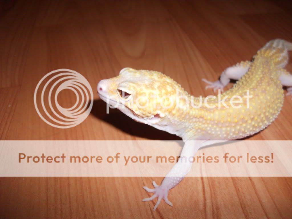 Some mack raptor pics FAO 53bird | Reptile Forums