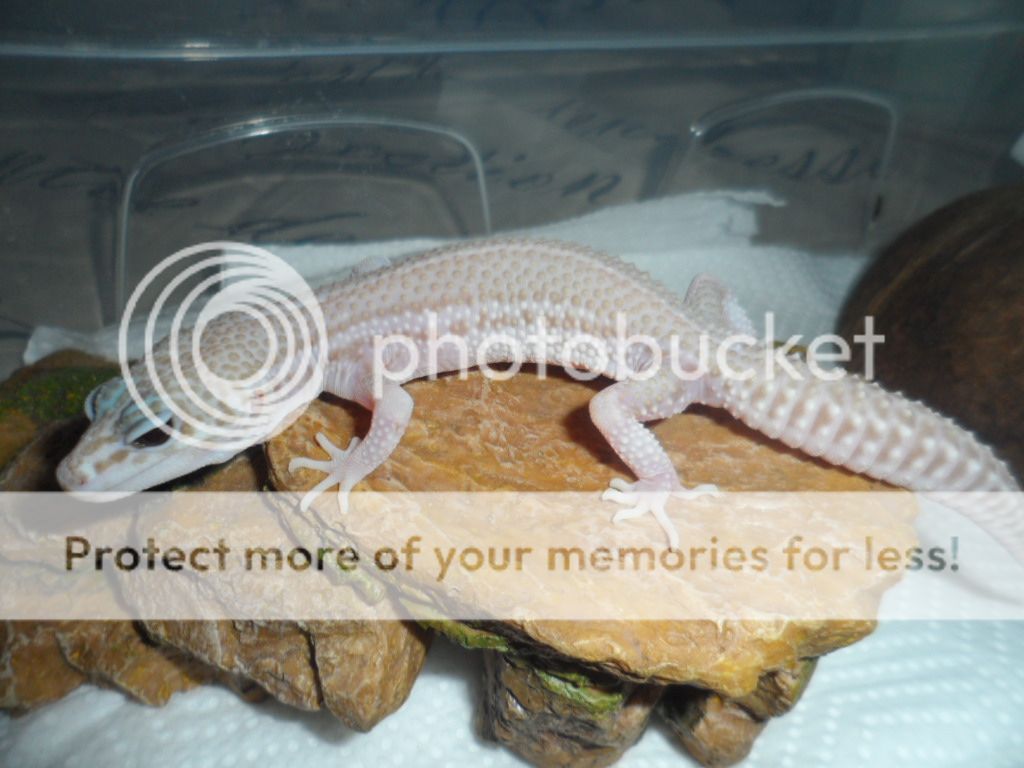 Reducing collection. Several leopard geckos available for Donny ...